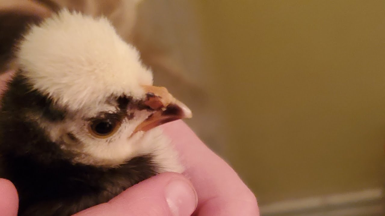 With A Chick, Chick Here!🐣 - YouTube