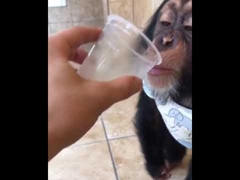 Baby Chimp Learning How To Drink - YouTube