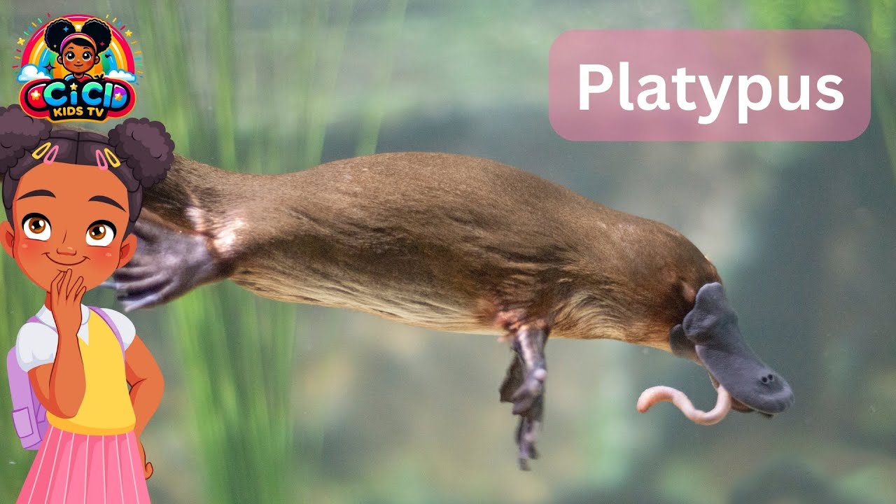 The Peculiar Platypus | Wacky Creatures Episode 2 - YouTube