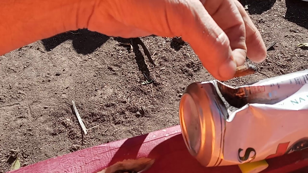 Smoking Roaches 💨💨💨 Fumando la Rochas💨💨💨 - YouTube