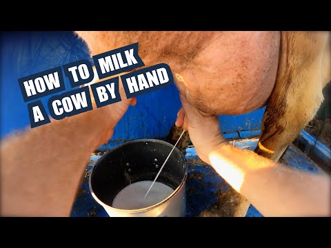 How To Milk A Cow By Hand