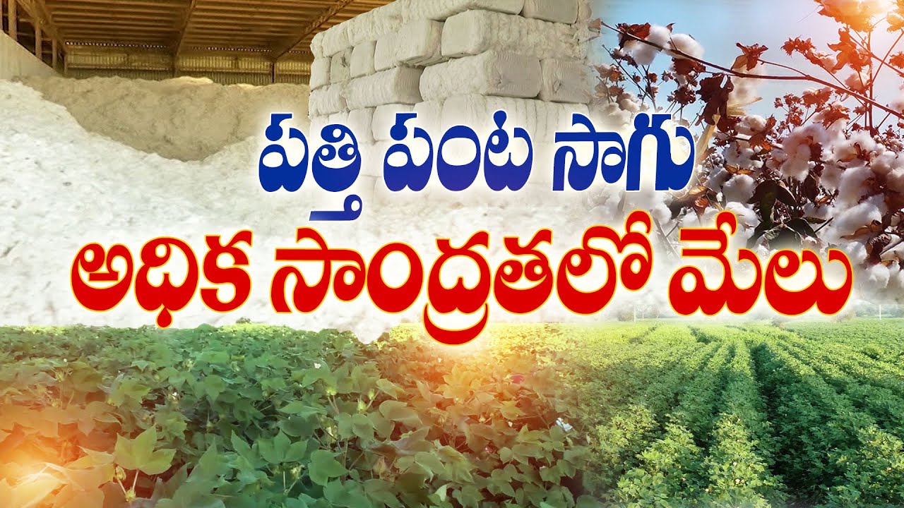 What is High Density Cotton Cultivation | Here Is the Answer || Idi ...