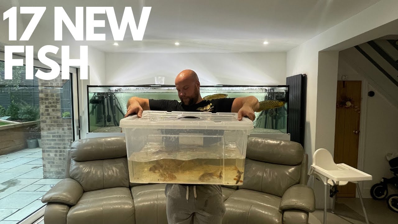 PICKING UP 17 NEW FISH FOR THE 1000 LITRE AQUARIUM - YouTube