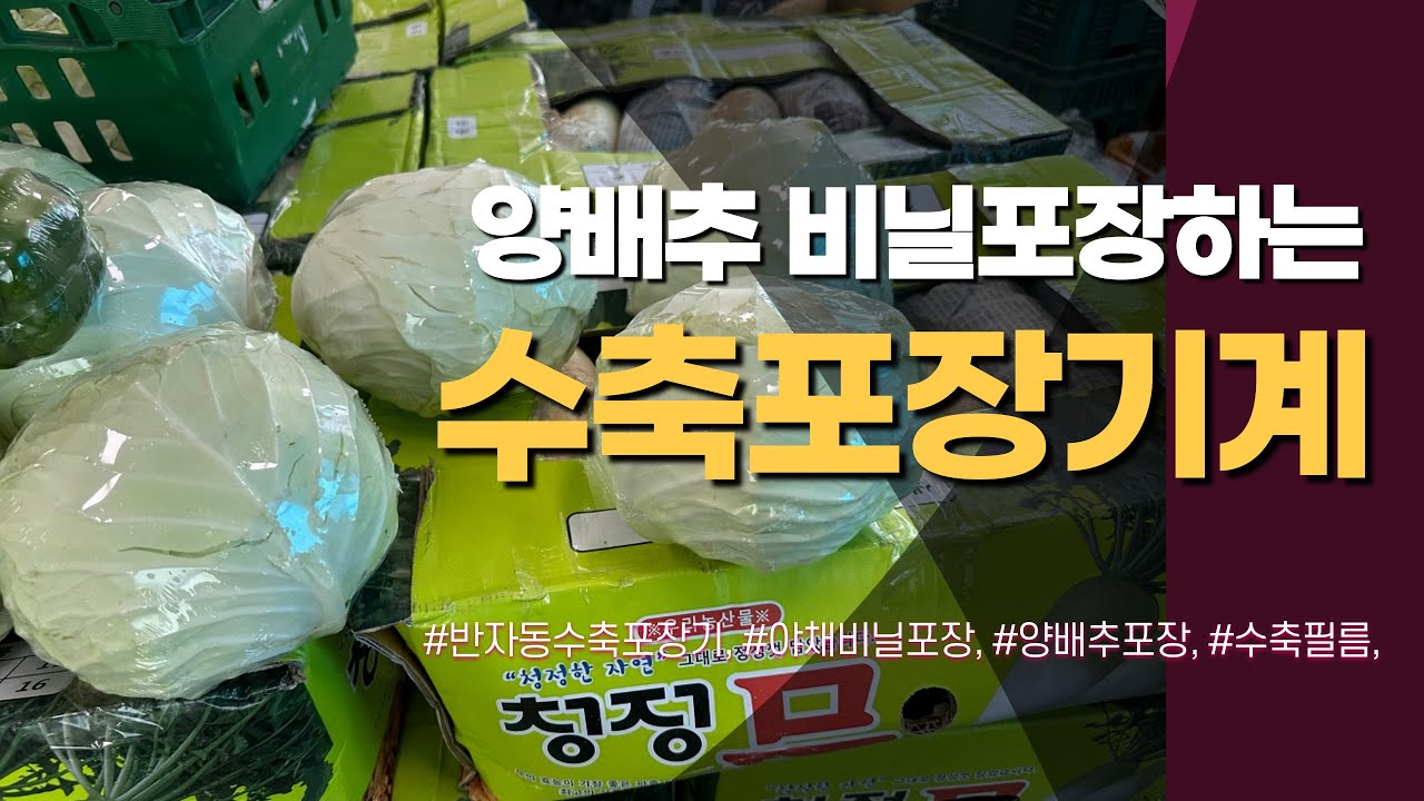 양배추 포장기계는 수축포장기로 양배추 비닐포장하기그린아이팜 Youtube