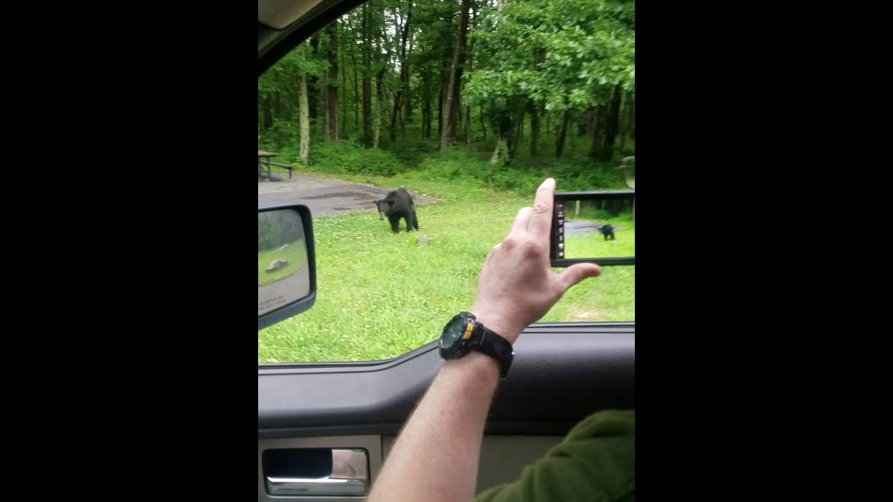 Bear shitting in the woods - YouTube