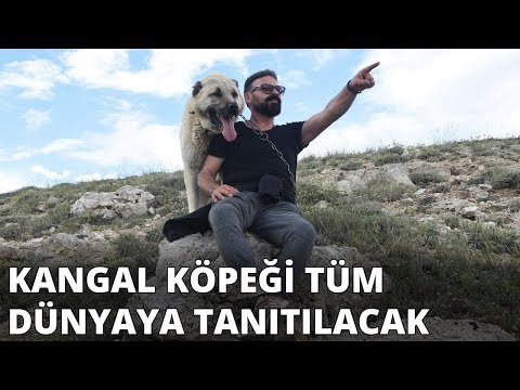 Kangal köpeklerini uluslararası festivale hazırlıyorlar