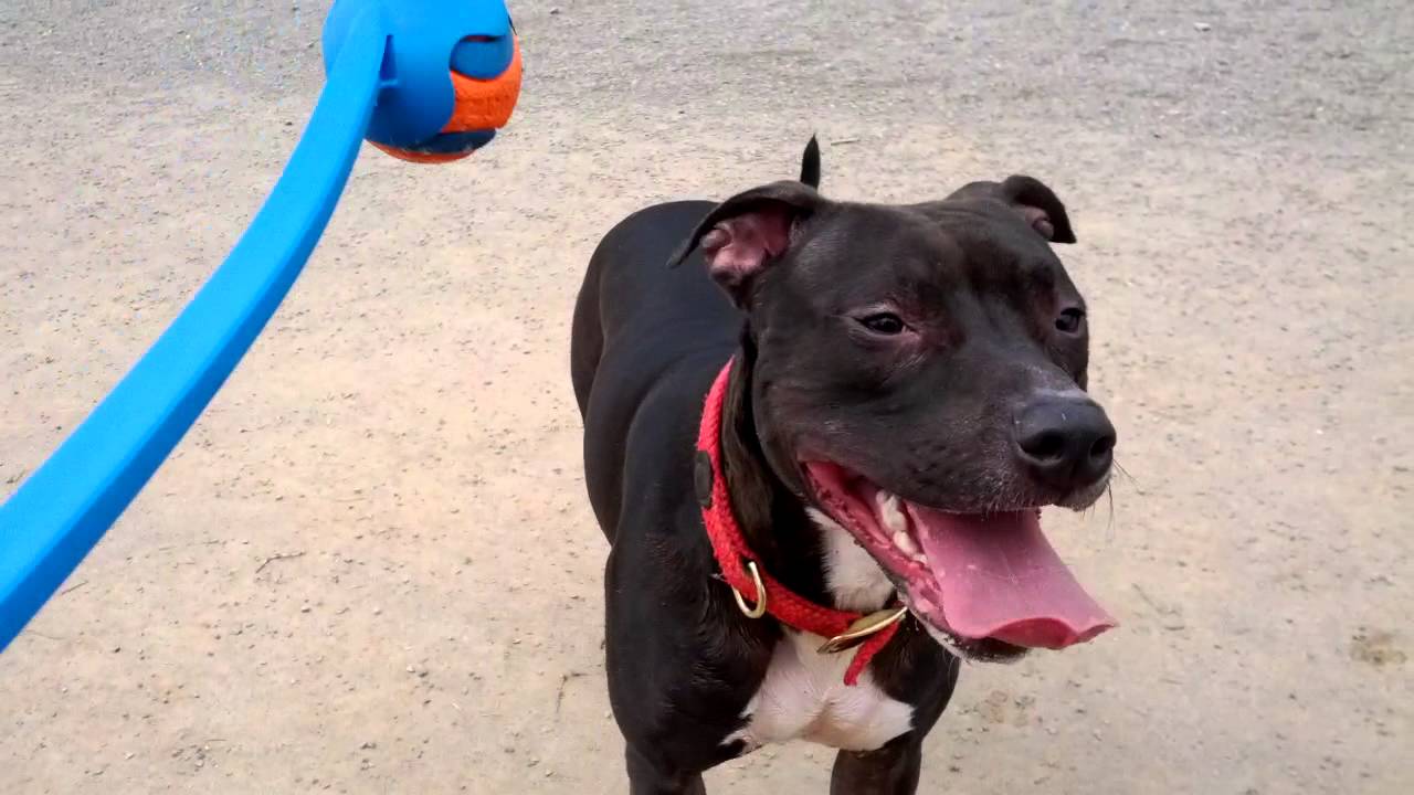 exhausted dog - YouTube