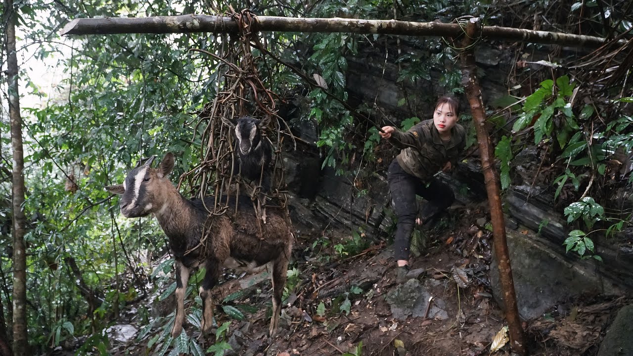 making traps, wild forest dike traps, survival in the rainy season ...