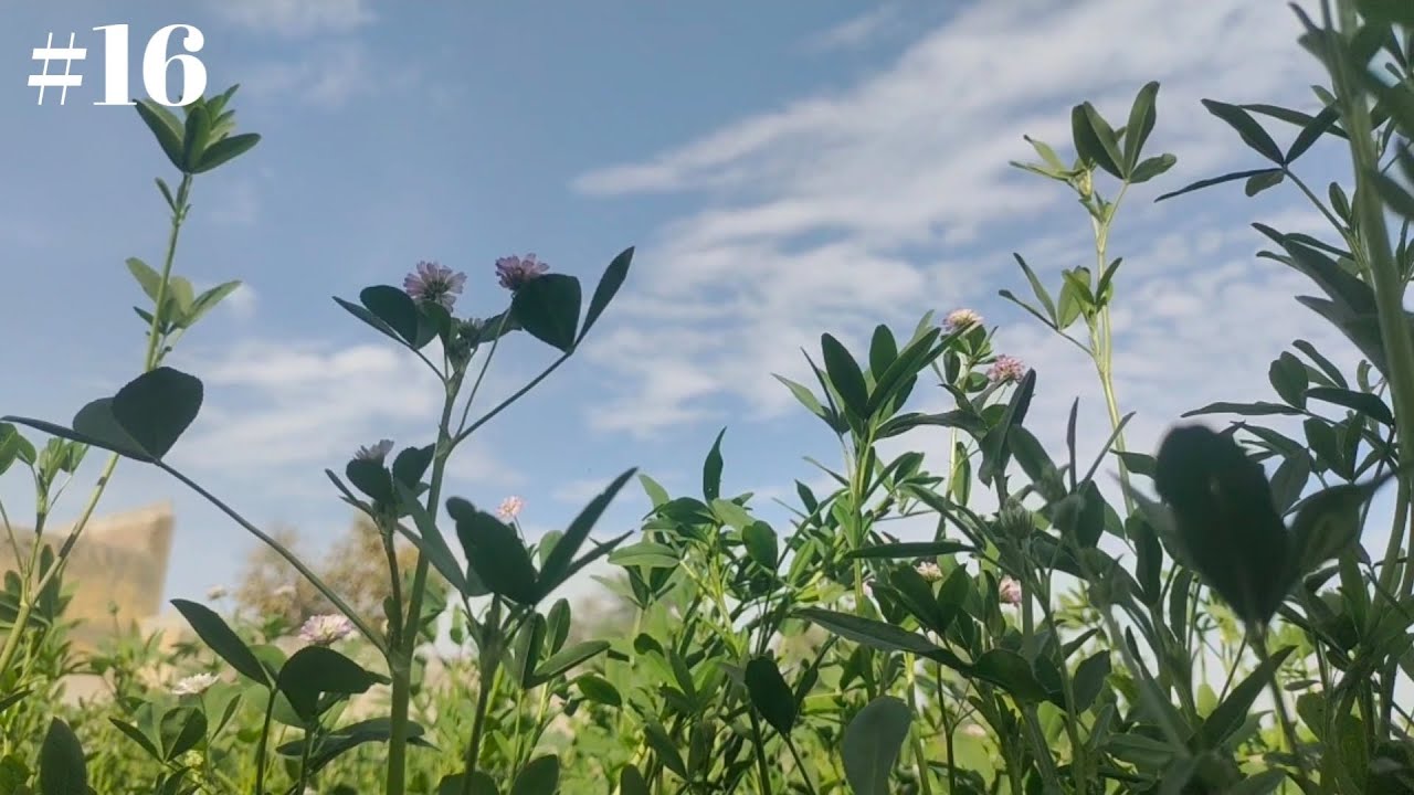 natural video give me 33sec nature will relax you relaxing video # ...