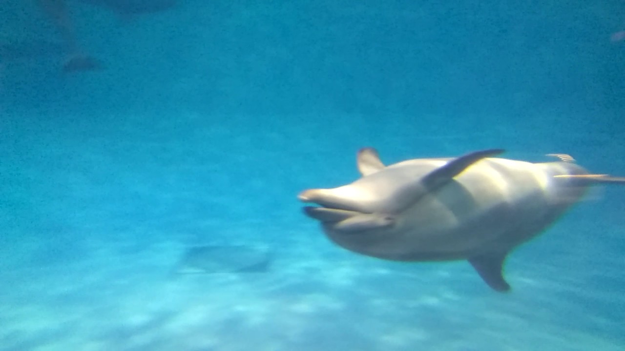 Klaipedos Delfinariumas 2016/12 - YouTube