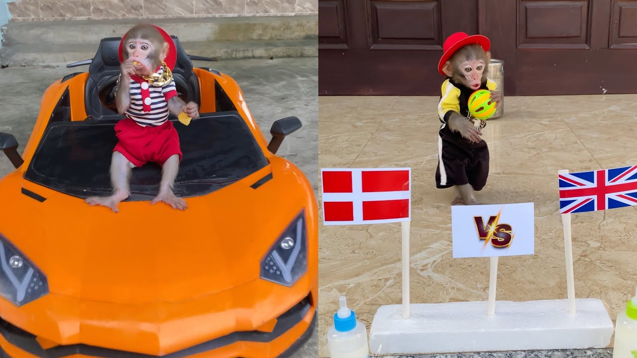 Lovely moments of Pika monkeys and other animal. P157 - YouTube