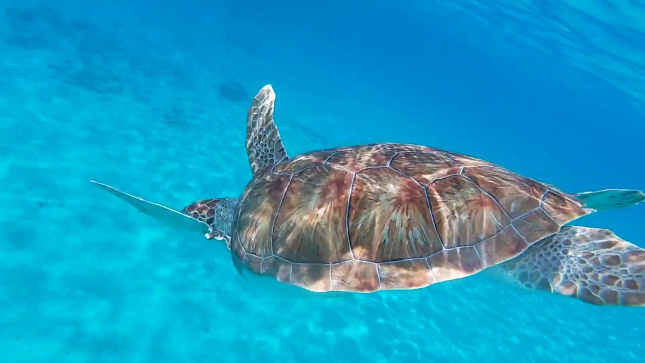 Snorkeling with Turtles @ Playa Grandi Curacao 2018 - YouTube