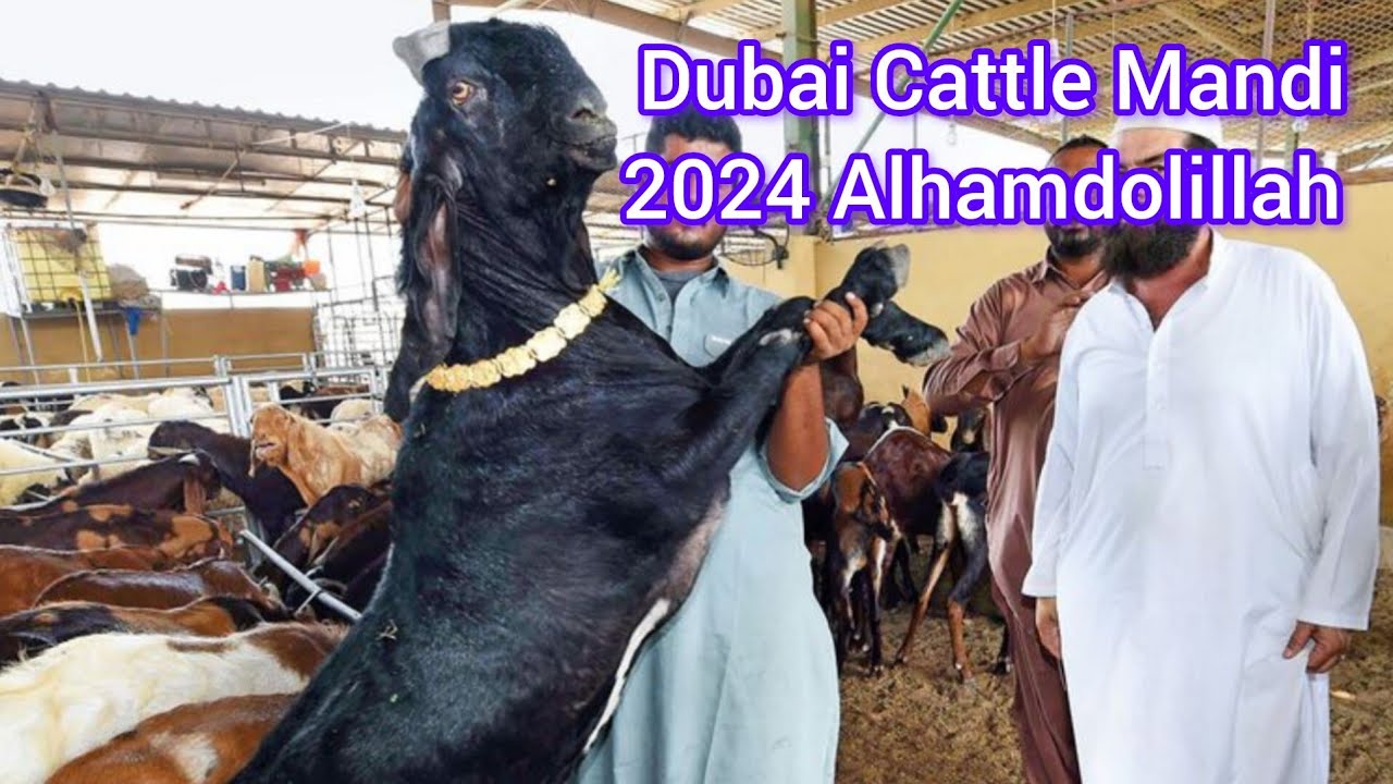 Dubai Cattle Market Eid UL Ada Dubai Mandi Goat Dubai Livestock Market ...