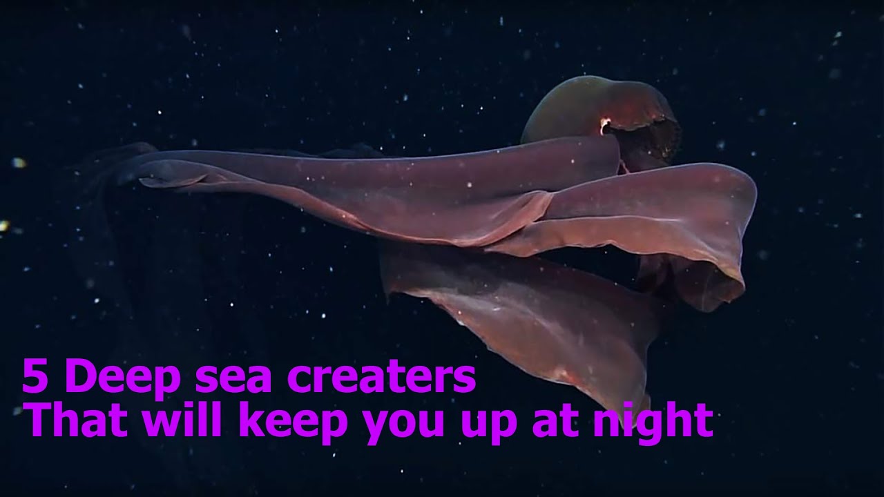 5 Deep sea creature that will keep you up at night(you should watch it ...