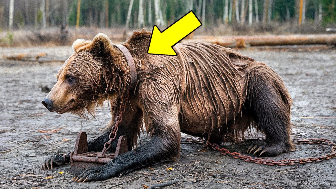 A Bear Was Chained for Years. When It’s Finally Freed, Something ...