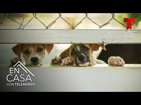 Inauguran refugio para perros y gatos libre de sacrificio | En Casa Con Telemundo