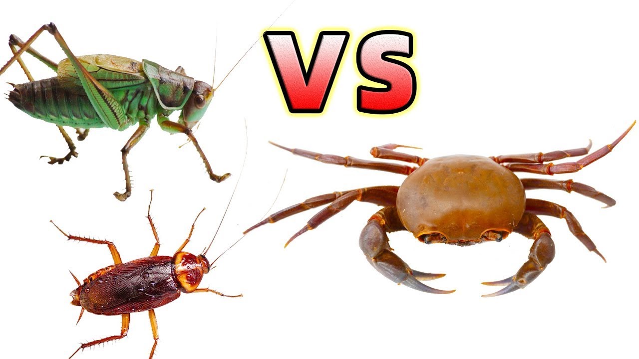 螃蟹 VS 螽斯 VS 大蟑螂！Crab VS Katydid VS Cockroach - YouTube