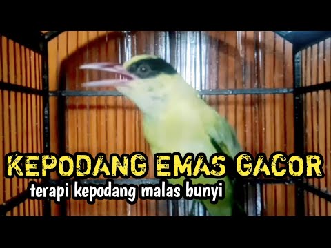 suara burung kepodang emas gacor || podang kuning gacor - YouTube
