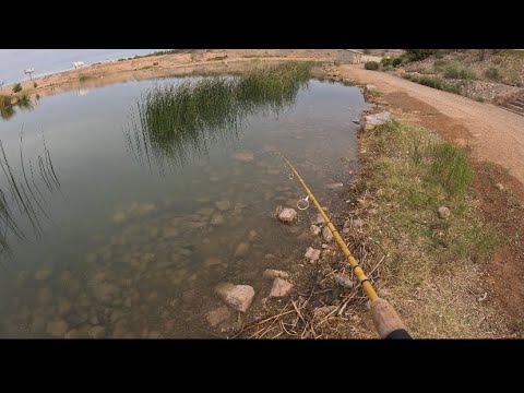 FISHING TREES LAKE DEMING NM - YouTube