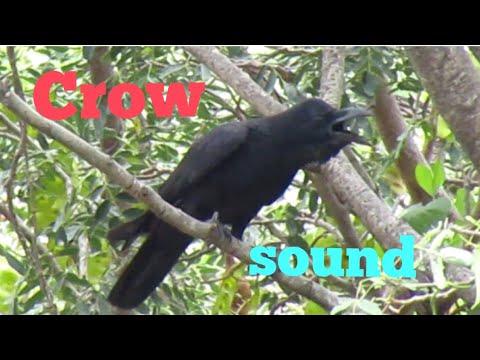 Crow bird sounds or noises. - YouTube