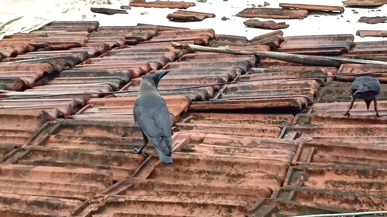 Crow eating raw rice - YouTube