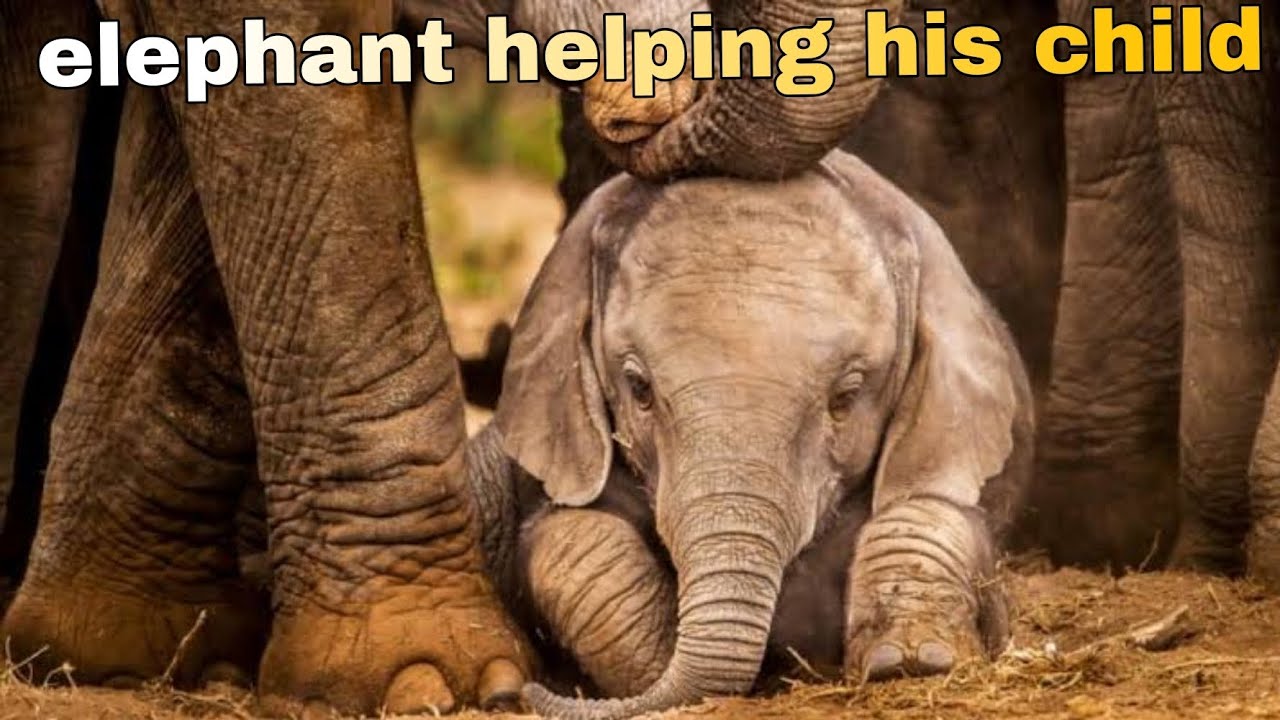 elephant helping his child🐘 |elephant life #wildanimals #animals ...