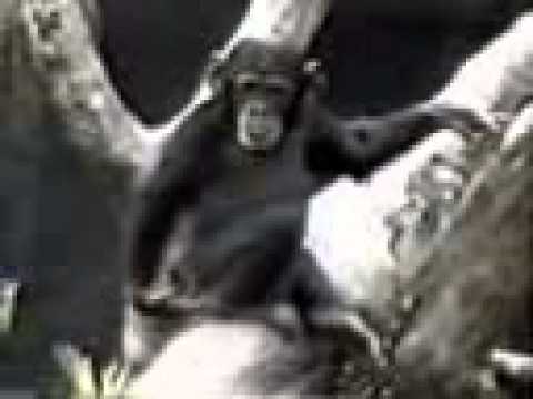 Dummer affe steckt finger in den arsch - YouTube