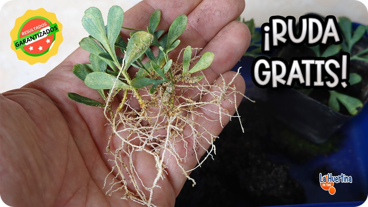 Como plantar RUDA sin RAIZ , miles de rudas gratis. Esquejes de Ruda ...