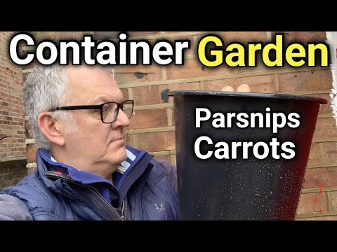 How to Grow Carrots & Parsnips in Buckets | Container Gardening - YouTube