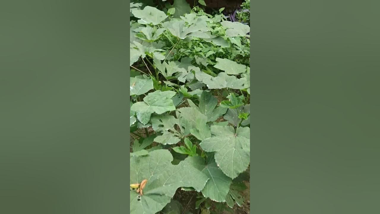 # Mera fast velog - YouTube