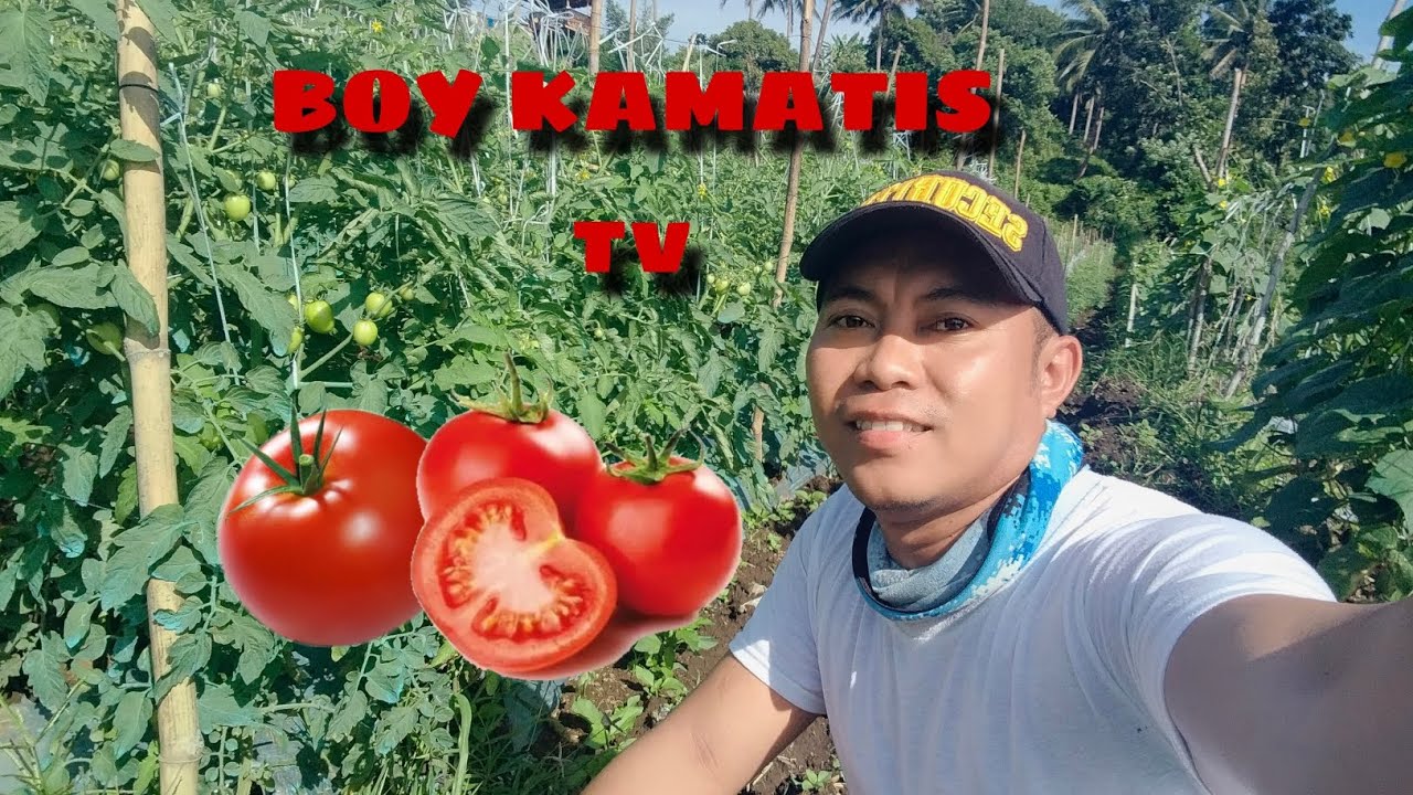 samahan nyupo magtali Ng kamatis - YouTube