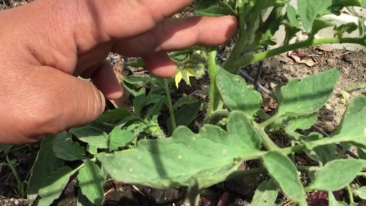 SEKRETO PALA LUMAKI NG HUSTO ANG TANIM NA KAMATIS - YouTube