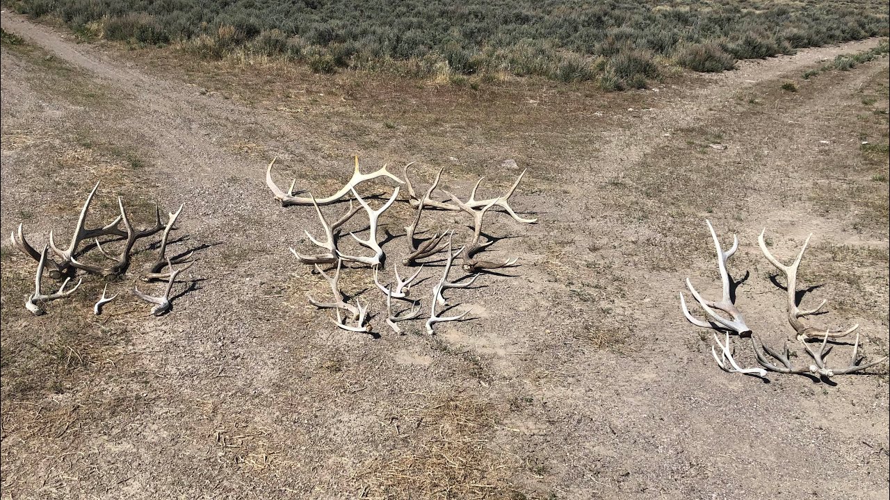 Shed hunting Nevada 2020! Ep.20 (Nevada opener unreal! Lots of elk ...