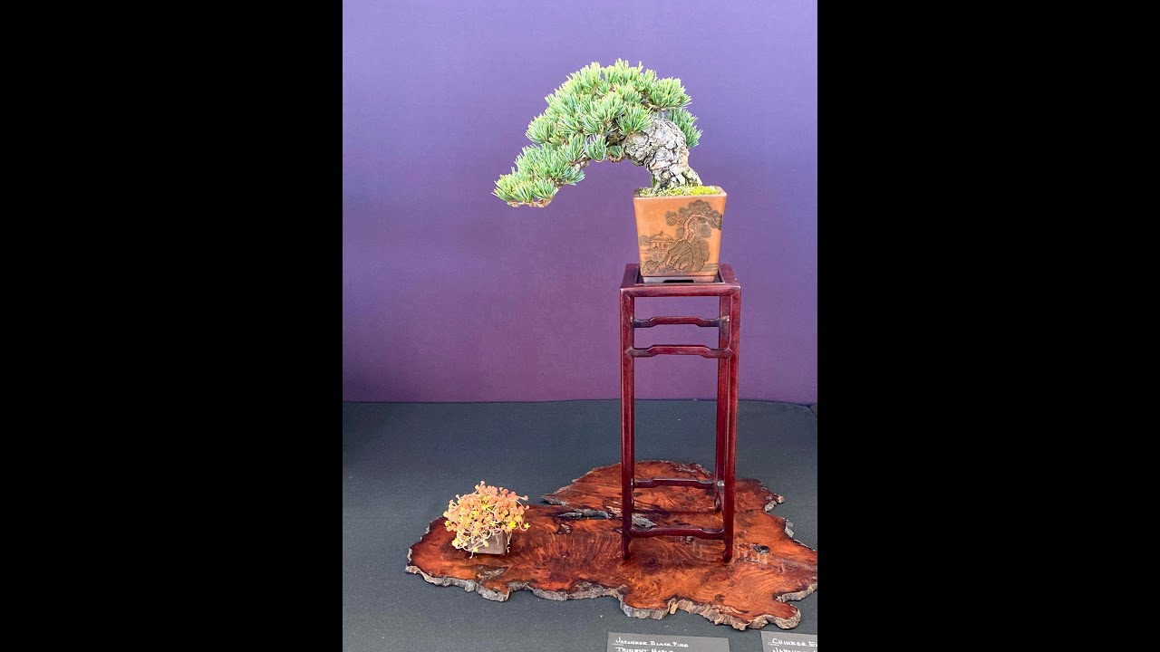 Patricia O'Connor, The Bonsai Balcony: Pacific Bonsai Expo Part Two ...