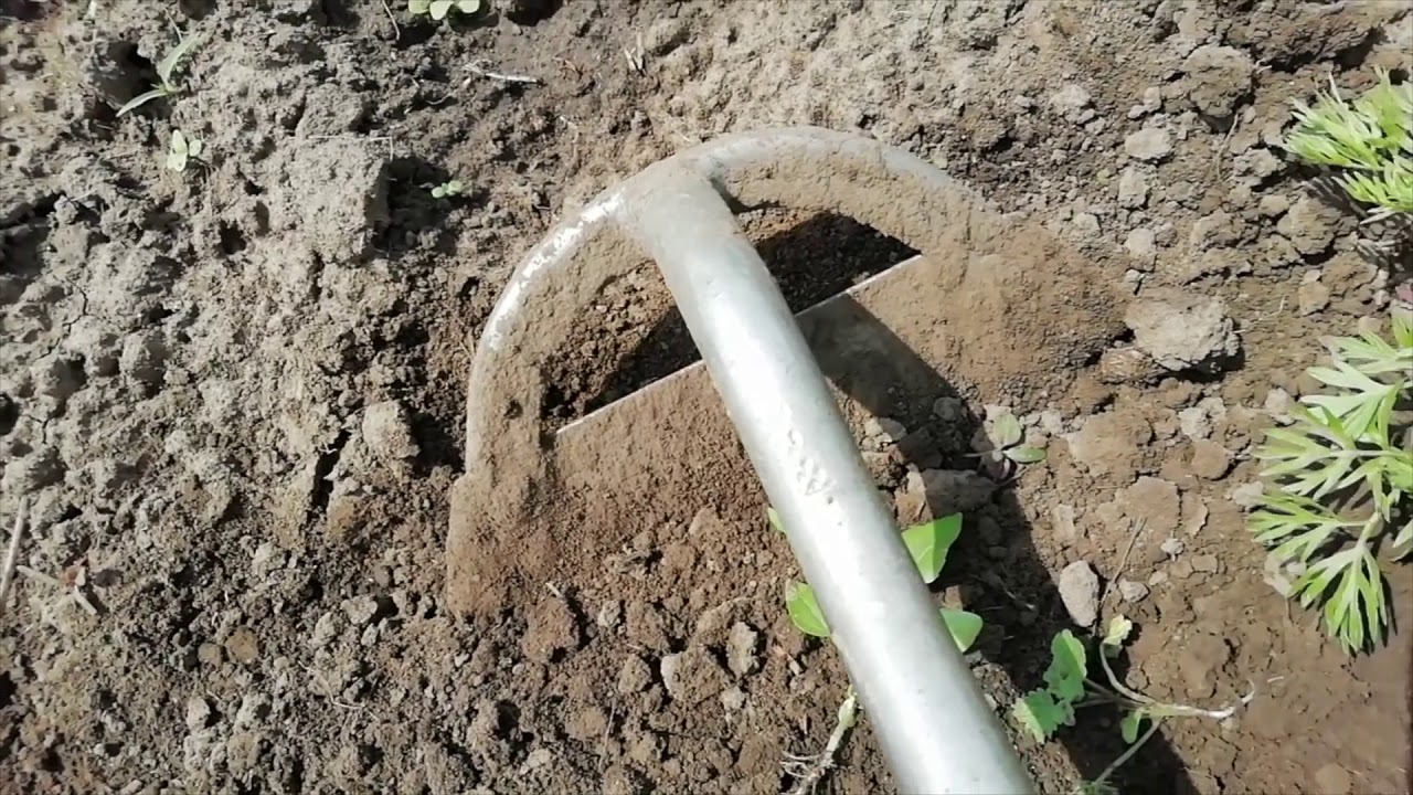 How to grow carrots, weeding carrots - YouTube
