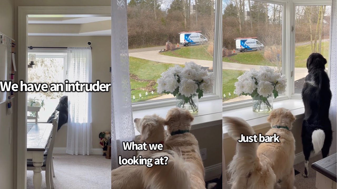 Dogs alert Human To An Intruder ( Not Really LOL) - YouTube