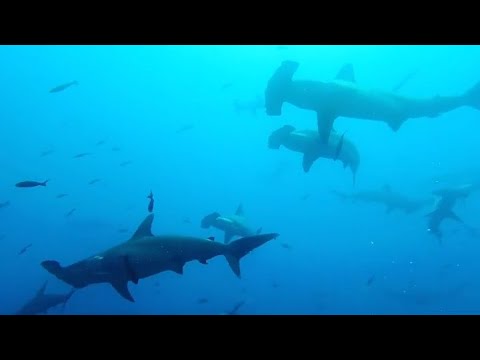 Scalloped Hammerhead Sharks, Darwin and Wolf Islands - YouTube