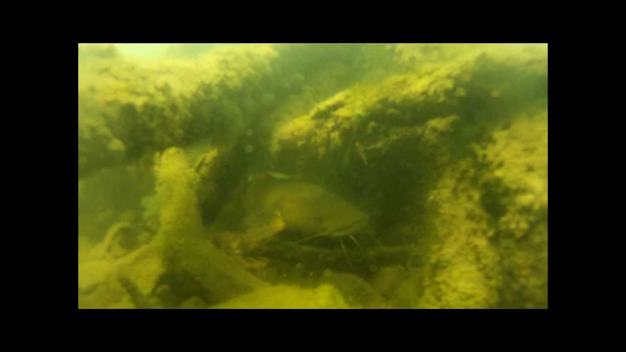Beaver Lake Catfish - YouTube