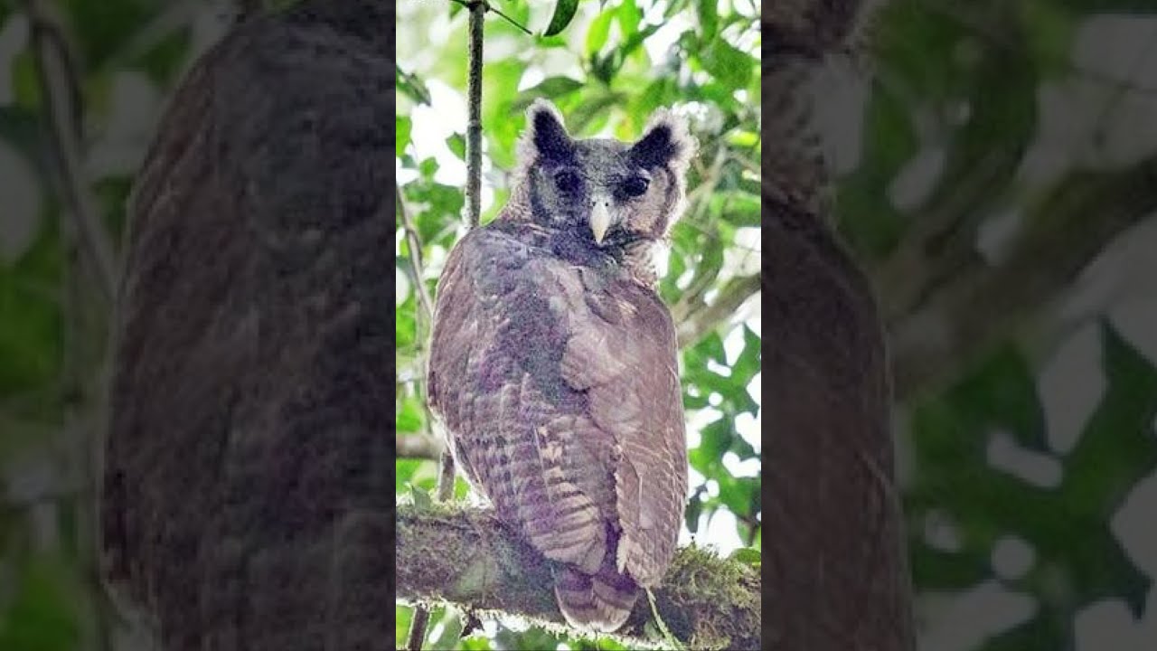 🦉 Captan por primera vez en 150 años a un búho gigante africano ...