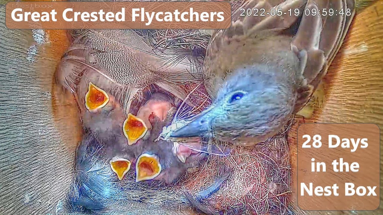 Six Eggs to Fledging - 28 Days in 13 Minutes - Great Crested Flycatcher ...