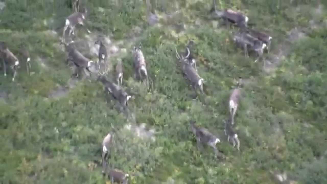 Nelchina Caribou Hunt - YouTube