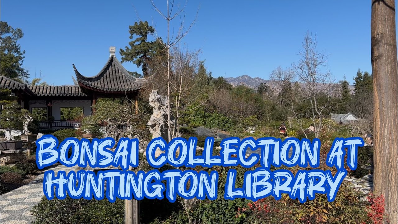 One of the Most Mind-Blowing Bonsai Collection in the World at ...