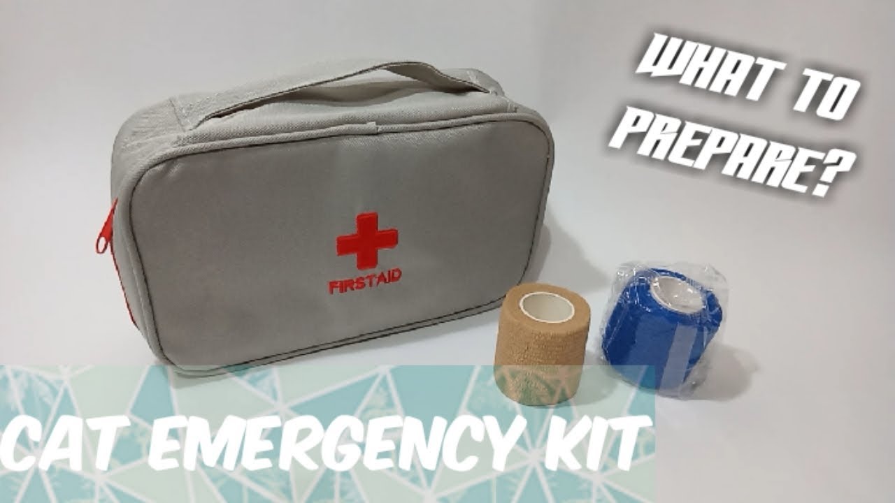 Cat Emergency Kit I Anne & Cats - YouTube
