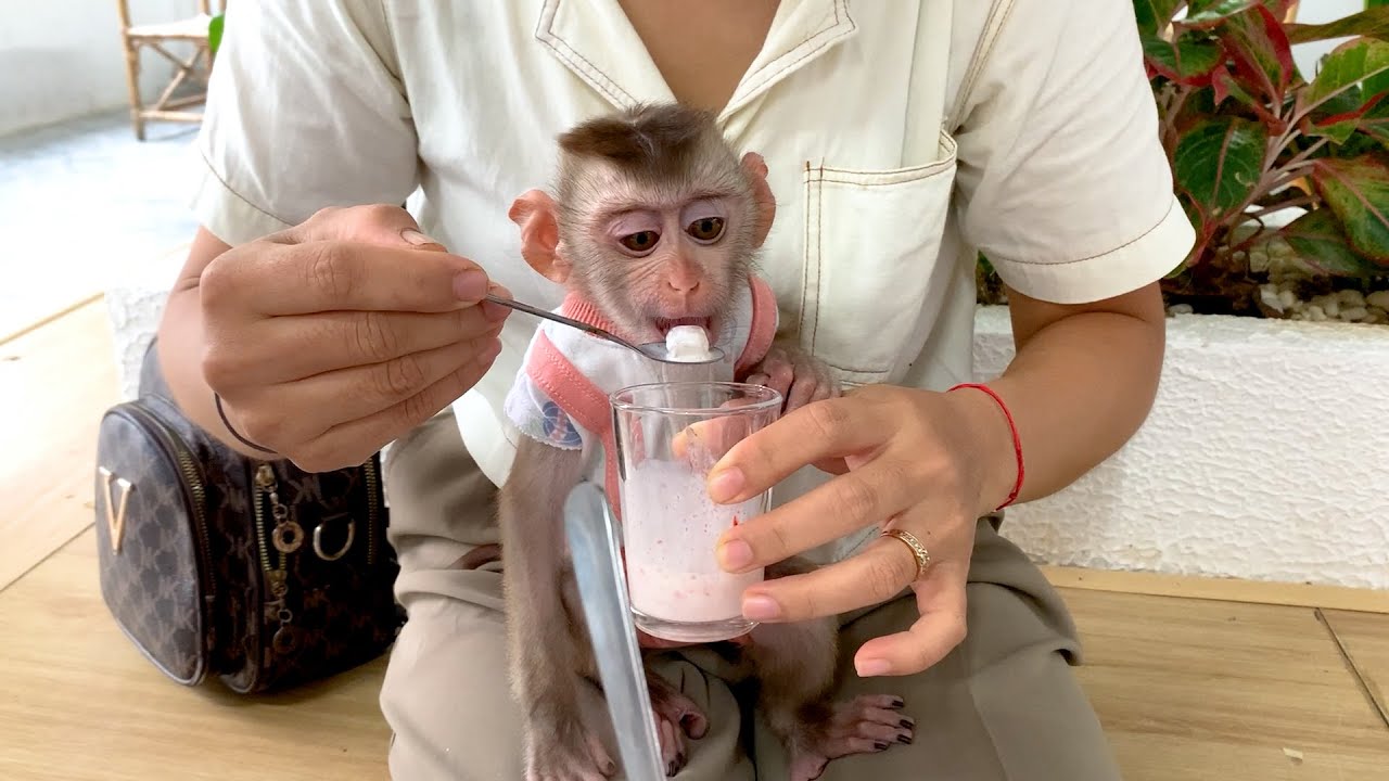 Mom took Monkey Puka and Khang to eat yogurt - YouTube