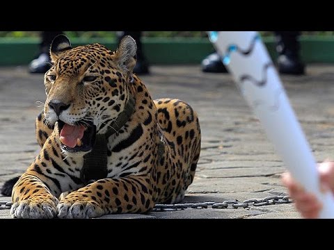 Rio 2016: Jaguar shot dead at Olympic torch ceremony - YouTube