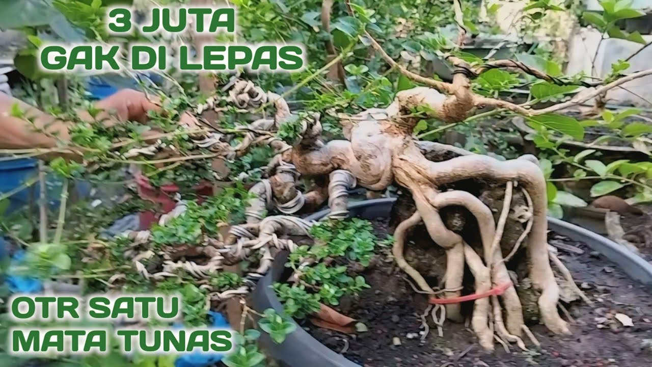 BONSAI ON THE ROCK DARI SATU MATA TUNAS #bonsai #sancang #bonsaisancang - YouTube