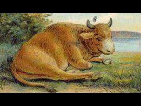 The Gnat and the Bull | Aesop's Fables | - YouTube