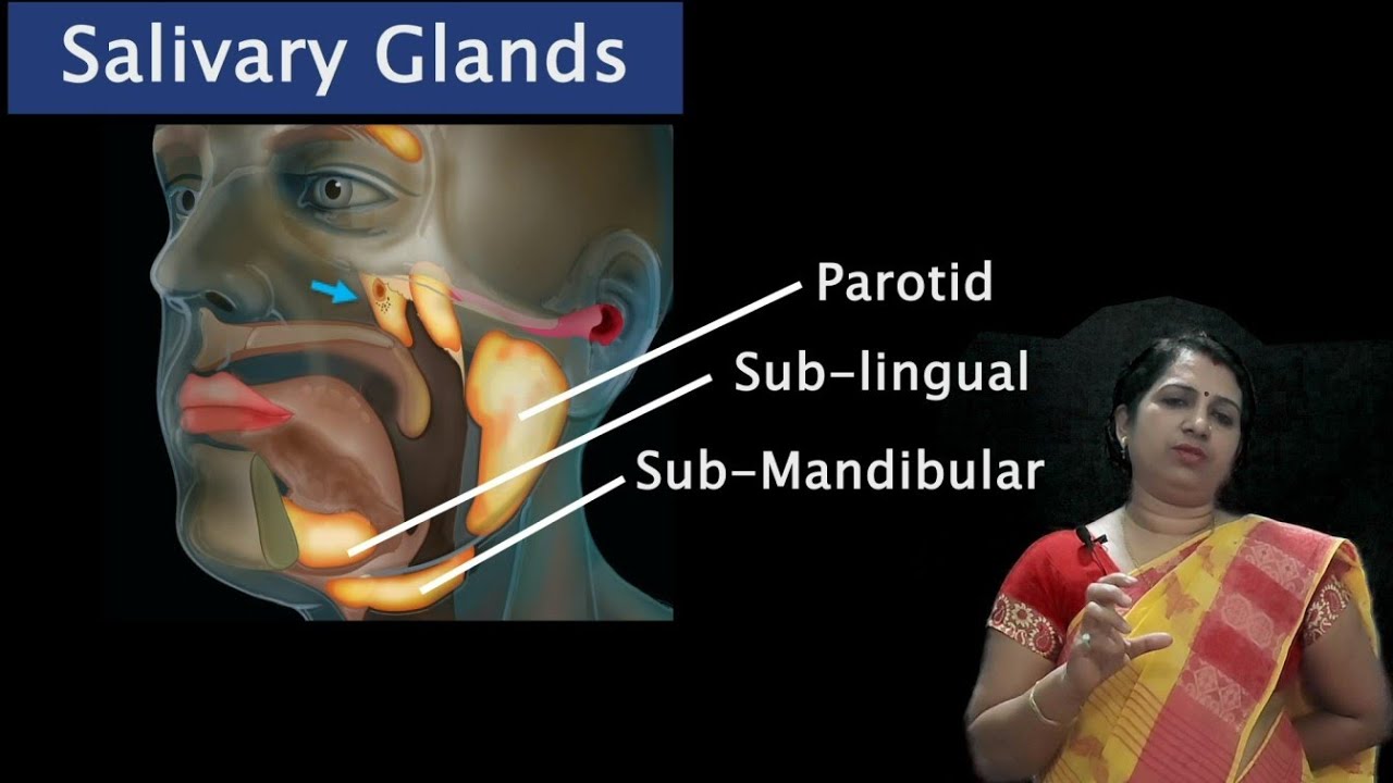 Digestion And Absorption | Buccal Cavity and Stomach | Class 11th ...