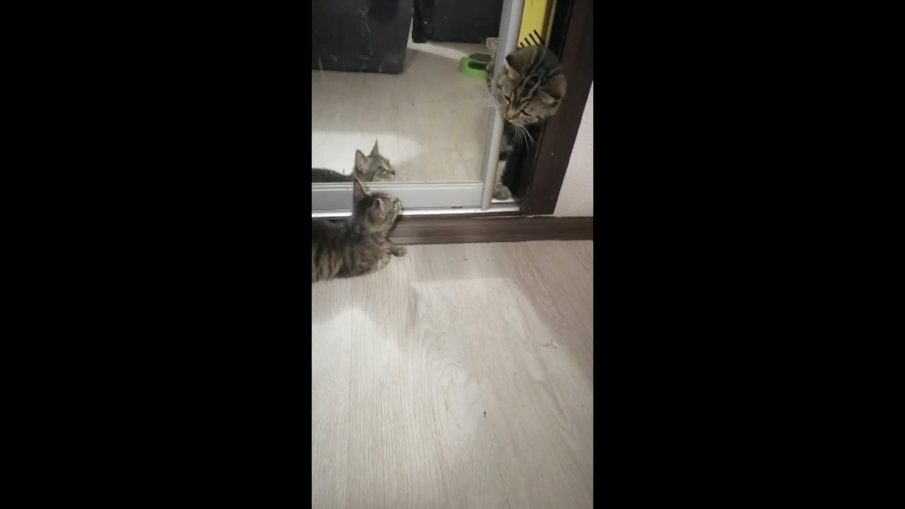 Kittens playing - YouTube