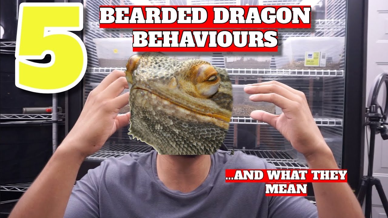 5 Weird Bearded Dragon Behaviours And What Do They Mean! - YouTube